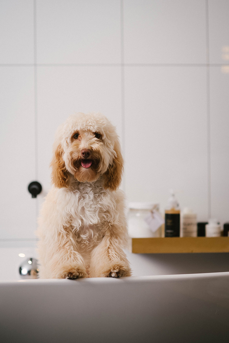 Why Fur Love? Because Dogs Deserve Luxurious Haircare Too - Verve Magazine